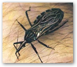 Abbott Labs gets FDA approval for Chagas Blood Test – The Silent Killer ...